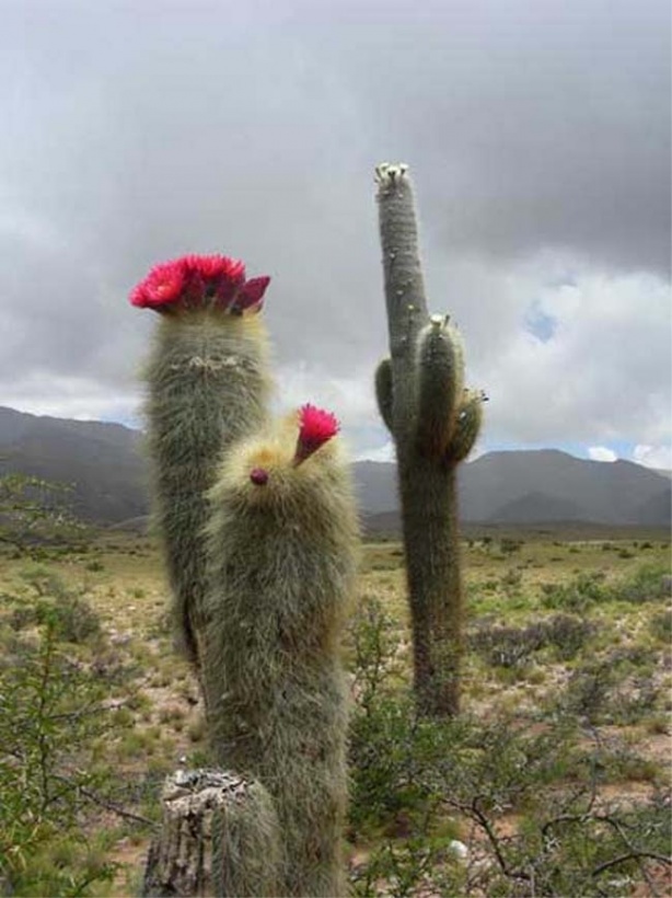 LA FLOR DEL CARDÓN