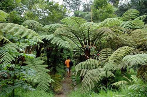 LEYENDA DEL ÁRBOL DE SAL